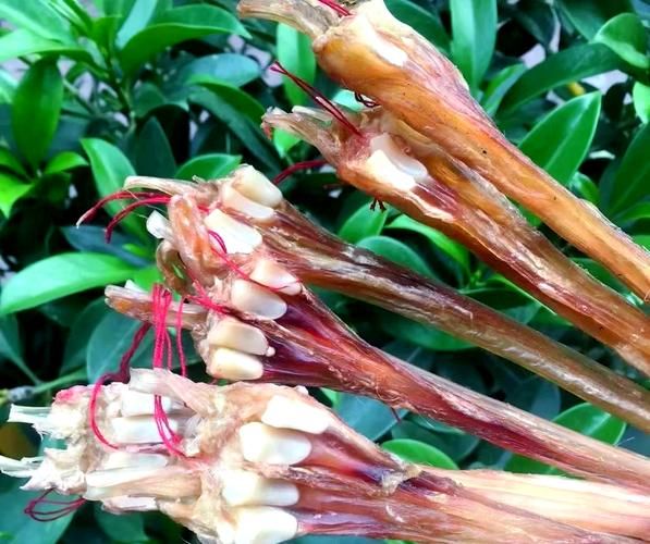 鹿筋的功效与作用_鹿筋怎么吃效果最好-第2张图片-山城妙识