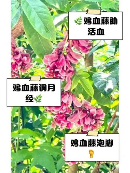 鸡血藤禁忌与副作用_鸡血藤毒性大吗-第3张图片-山城妙识 鸡血藤禁忌与副作用_鸡血藤毒性大吗-第3张图片-山城妙识