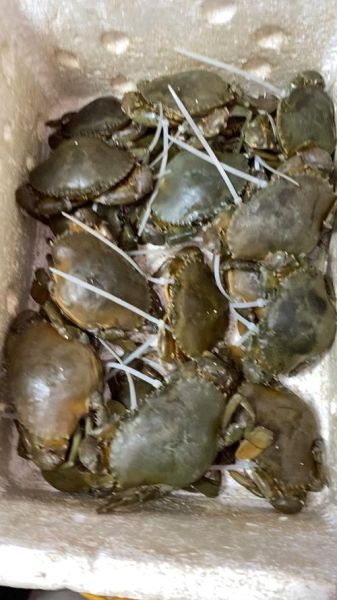 红膏蟹多少钱一斤_红膏蟹怎么做好吃-第3张图片-山城妙识