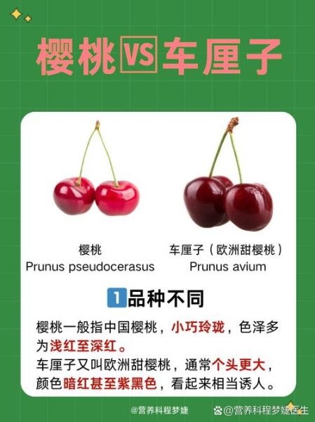 车厘子和樱桃是一个东西吗_车厘子与樱桃的区别-第1张图片-山城妙识 车厘子和樱桃是一个东西吗_车厘子与樱桃的区别-第1张图片-山城妙识