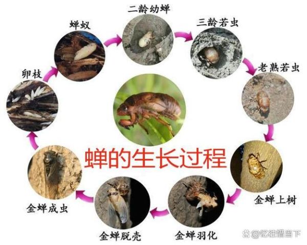 蝉的一生图片_蝉的寿命有多长-第1张图片-山城妙识 蝉的一生图片_蝉的寿命有多长-第1张图片-山城妙识