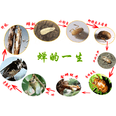 蝉的一生图片_蝉的寿命有多长-第2张图片-山城妙识 蝉的一生图片_蝉的寿命有多长-第2张图片-山城妙识