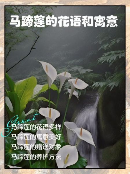 马蹄莲花语是什么_马蹄莲图片拍摄技巧-第1张图片-山城妙识 马蹄莲花语是什么_马蹄莲图片拍摄技巧-第1张图片-山城妙识