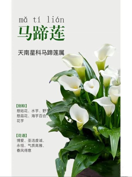 马蹄莲花语是什么_马蹄莲图片拍摄技巧-第2张图片-山城妙识 马蹄莲花语是什么_马蹄莲图片拍摄技巧-第2张图片-山城妙识