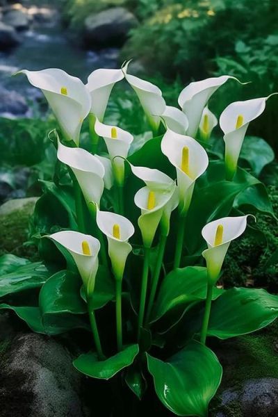 马蹄莲花语是什么_马蹄莲图片拍摄技巧-第3张图片-山城妙识 马蹄莲花语是什么_马蹄莲图片拍摄技巧-第3张图片-山城妙识