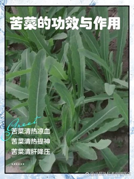 苦苣菜怎么读_苦苣菜的功效与作用-第1张图片-山城妙识 苦苣菜怎么读_苦苣菜的功效与作用-第1张图片-山城妙识