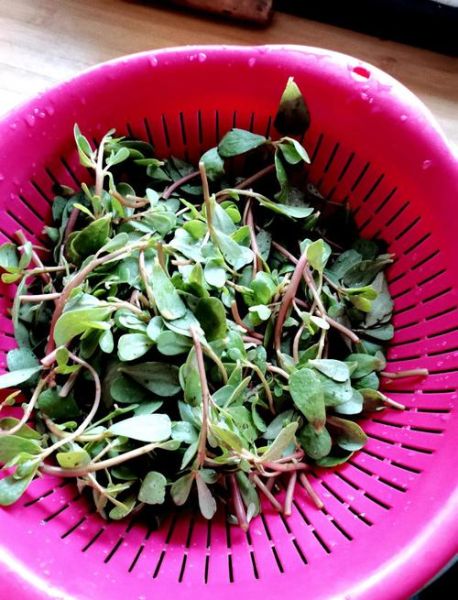 蚂蚱菜怎么做好吃_蚂蚱菜有哪些家常做法-第3张图片-山城妙识 蚂蚱菜怎么做好吃_蚂蚱菜有哪些家常做法-第3张图片-山城妙识