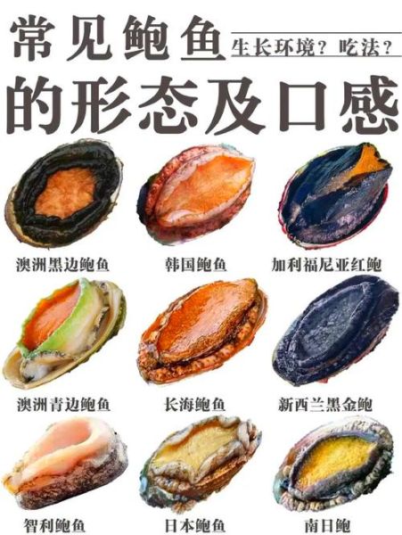 鲍鱼是鱼类吗_鲍鱼属于什么动物-第1张图片-山城妙识 鲍鱼是鱼类吗_鲍鱼属于什么动物-第1张图片-山城妙识