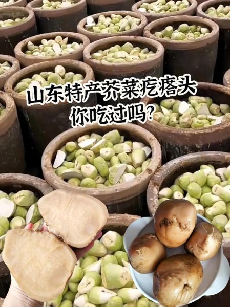 疙瘩菜怎么做好吃_疙瘩菜的功效与作用-第1张图片-山城妙识 疙瘩菜怎么做好吃_疙瘩菜的功效与作用-第1张图片-山城妙识