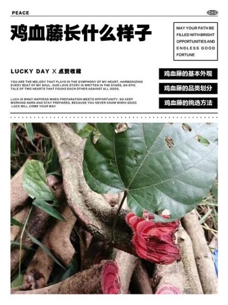 鸡血藤配伸筋草的功效与作用_鸡血藤伸筋草一起用多久见效-第3张图片-山城妙识 鸡血藤配伸筋草的功效与作用_鸡血藤伸筋草一起用多久见效-第3张图片-山城妙识