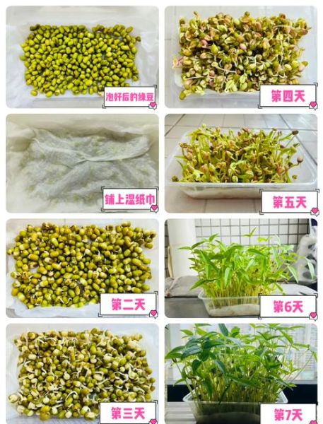 绿豆图片植物_绿豆发芽过程图解-第1张图片-山城妙识 绿豆图片植物_绿豆发芽过程图解-第1张图片-山城妙识