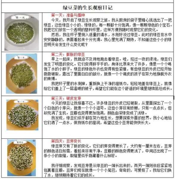 绿豆图片植物_绿豆发芽过程图解-第3张图片-山城妙识 绿豆图片植物_绿豆发芽过程图解-第3张图片-山城妙识