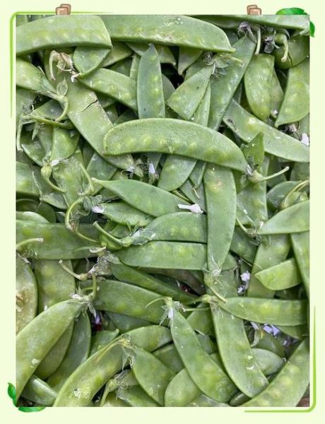 荷兰豆要不要焯水_荷兰豆焯水多久-第3张图片-山城妙识 荷兰豆要不要焯水_荷兰豆焯水多久-第3张图片-山城妙识