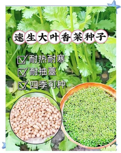 香菜怎么种_香菜种植时间和方法-第2张图片-山城妙识 香菜怎么种_香菜种植时间和方法-第2张图片-山城妙识