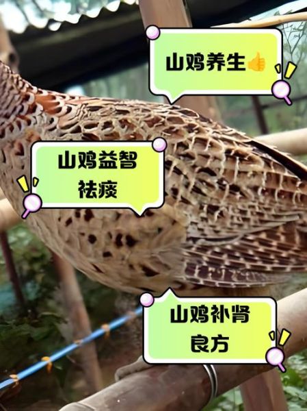 野山鸡能吃吗_野山鸡怎么吃才安全-第1张图片-山城妙识 野山鸡能吃吗_野山鸡怎么吃才安全-第1张图片-山城妙识