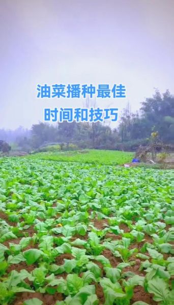 小油菜什么时候种_小油菜怎么种才高产-第2张图片-山城妙识 小油菜什么时候种_小油菜怎么种才高产-第2张图片-山城妙识