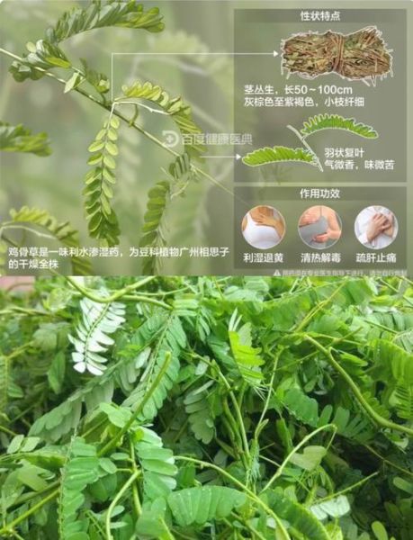 鸡骨草的功效与作用_鸡骨草有什么禁忌-第1张图片-山城妙识 鸡骨草的功效与作用_鸡骨草有什么禁忌-第1张图片-山城妙识