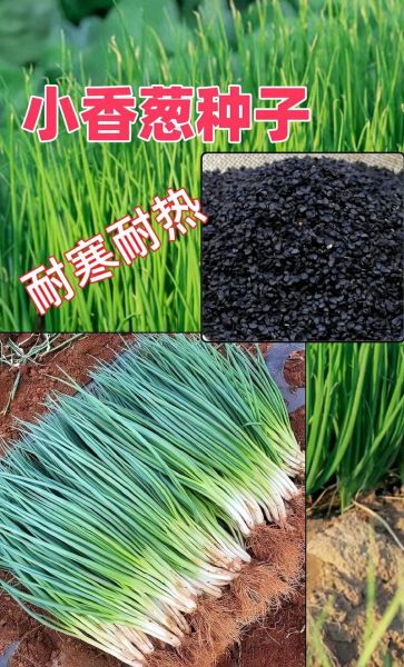 小香葱图片_如何辨别新鲜小香葱-第1张图片-山城妙识 小香葱图片_如何辨别新鲜小香葱-第1张图片-山城妙识