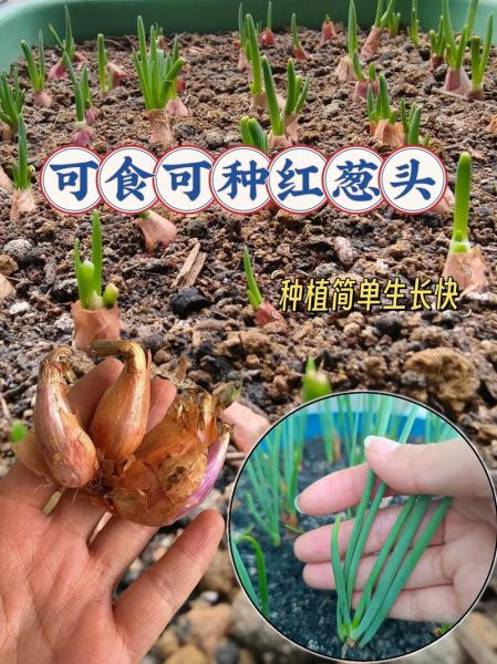 小香葱图片_如何辨别新鲜小香葱-第3张图片-山城妙识 小香葱图片_如何辨别新鲜小香葱-第3张图片-山城妙识