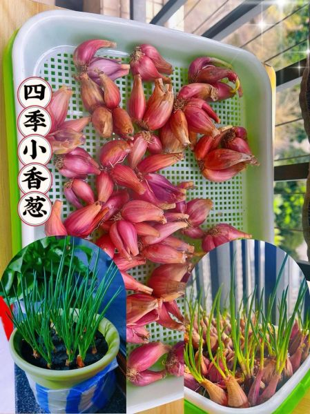 小香葱图片_如何辨别新鲜小香葱-第2张图片-山城妙识 小香葱图片_如何辨别新鲜小香葱-第2张图片-山城妙识