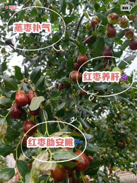 鲜枣蒸熟功效与作用_鲜枣蒸着吃有什么好处-第1张图片-山城妙识 鲜枣蒸熟功效与作用_鲜枣蒸着吃有什么好处-第1张图片-山城妙识