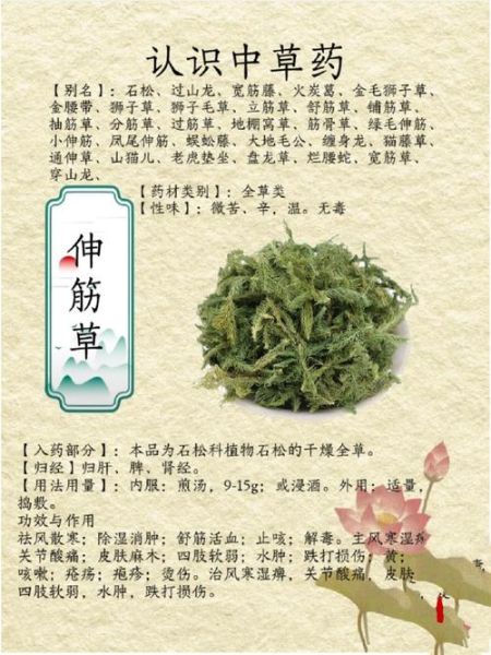伸筋草的功效与作用_伸筋草怎么用效果最好-第1张图片-山城妙识 伸筋草的功效与作用_伸筋草怎么用效果最好-第1张图片-山城妙识