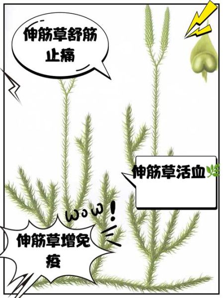 伸筋草的功效与作用_伸筋草怎么用效果最好-第2张图片-山城妙识 伸筋草的功效与作用_伸筋草怎么用效果最好-第2张图片-山城妙识