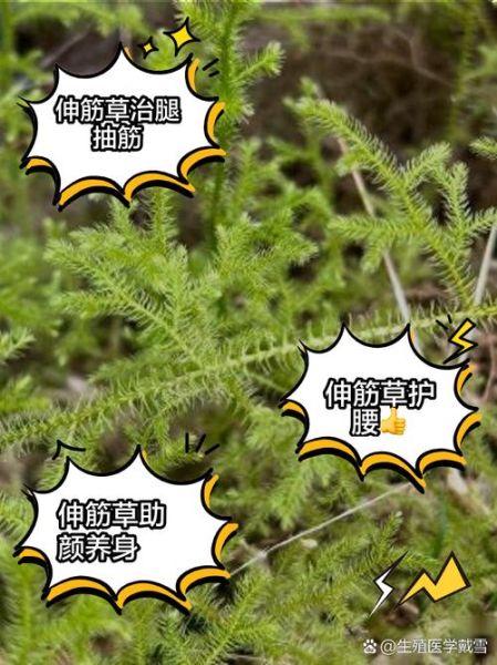 伸筋草的功效与作用_伸筋草怎么用效果最好-第3张图片-山城妙识 伸筋草的功效与作用_伸筋草怎么用效果最好-第3张图片-山城妙识