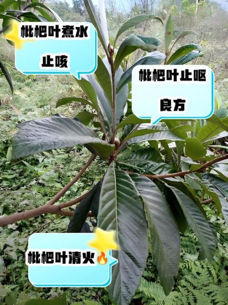 野枇杷煮水喝有什么功效_野枇杷叶煮水禁忌-第2张图片-山城妙识