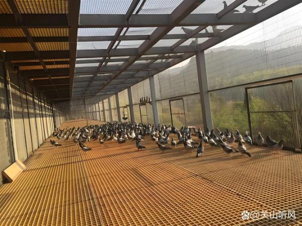 肉鸽养殖大棚怎么建_肉鸽大棚设计图要点-第2张图片-山城妙识