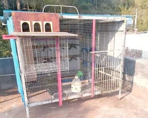 肉鸽养殖大棚怎么建_肉鸽大棚设计图要点-第3张图片-山城妙识