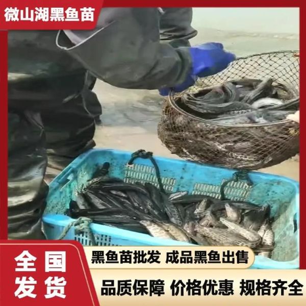 黑鱼苗多少钱一斤_黑鱼苗批发哪里便宜-第2张图片-山城妙识 黑鱼苗多少钱一斤_黑鱼苗批发哪里便宜-第2张图片-山城妙识