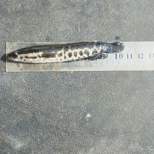 黑鱼苗多少钱一斤_黑鱼苗批发哪里便宜-第1张图片-山城妙识 黑鱼苗多少钱一斤_黑鱼苗批发哪里便宜-第1张图片-山城妙识