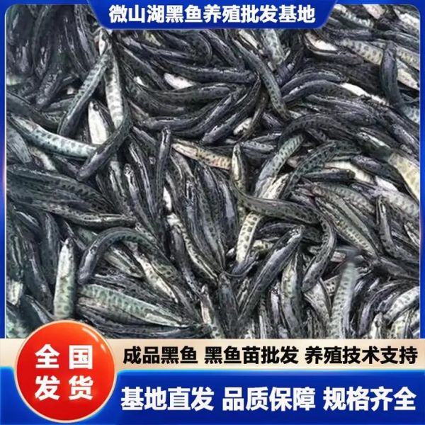 黑鱼苗多少钱一斤_黑鱼苗批发哪里便宜-第3张图片-山城妙识 黑鱼苗多少钱一斤_黑鱼苗批发哪里便宜-第3张图片-山城妙识