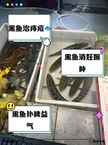 黑鱼是发物吗_术后能吃黑鱼吗-第3张图片-山城妙识 黑鱼是发物吗_术后能吃黑鱼吗-第3张图片-山城妙识