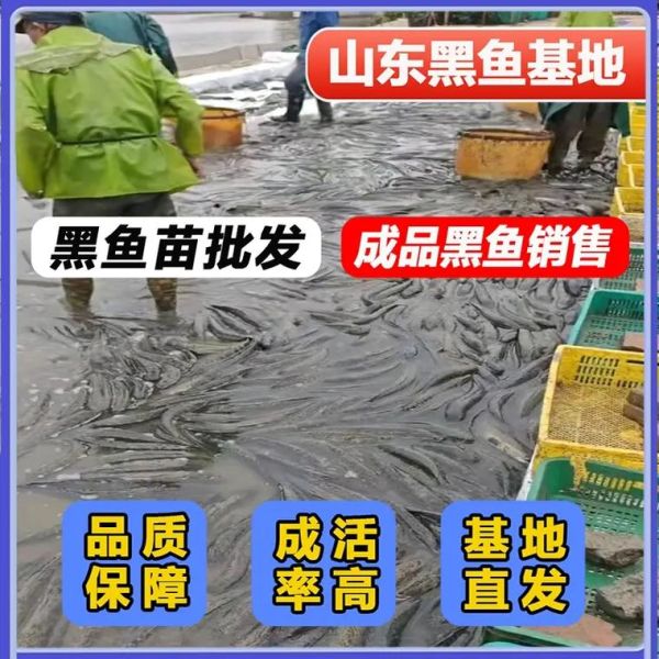黑鱼苗价格多少钱一斤_黑鱼苗批发价格行情-第1张图片-山城妙识 黑鱼苗价格多少钱一斤_黑鱼苗批发价格行情-第1张图片-山城妙识