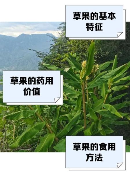 草果香料怎么用_草果图片长什么样-第2张图片-山城妙识 草果香料怎么用_草果图片长什么样-第2张图片-山城妙识