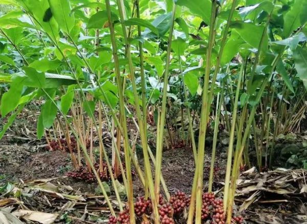 草果香料怎么用_草果图片长什么样-第3张图片-山城妙识 草果香料怎么用_草果图片长什么样-第3张图片-山城妙识