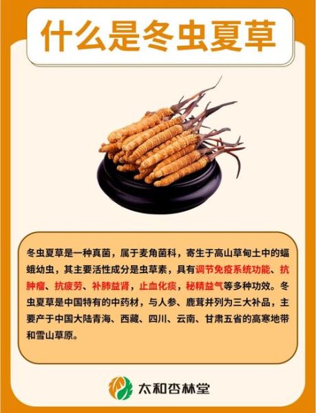 虫草有什么功效_虫草适合什么人吃-第1张图片-山城妙识 虫草有什么功效_虫草适合什么人吃-第1张图片-山城妙识