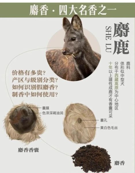 麝香的功效与作用价格_麝香多少钱一克-第2张图片-山城妙识 麝香的功效与作用价格_麝香多少钱一克-第2张图片-山城妙识