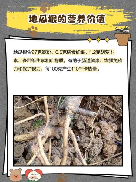 野地瓜根主治什么病_野地瓜根的功效与作用-第2张图片-山城妙识