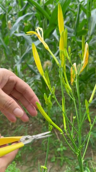 黄花菜中毒多久自解除_黄花菜中毒症状多久消失-第2张图片-山城妙识 黄花菜中毒多久自解除_黄花菜中毒症状多久消失-第2张图片-山城妙识