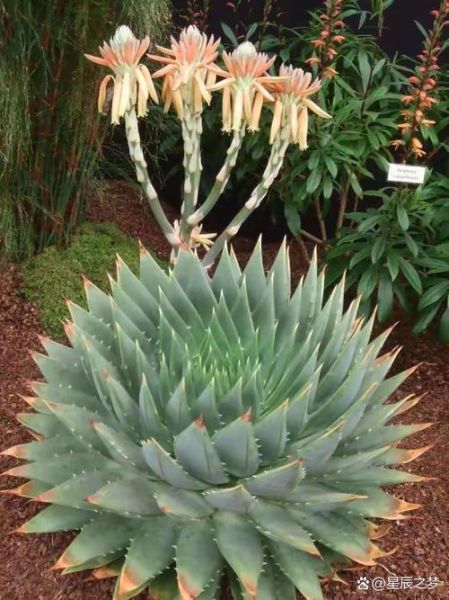 芦荟涂脸的正确方法_芦荟直接涂脸会不会过敏-第2张图片-山城妙识 芦荟涂脸的正确方法_芦荟直接涂脸会不会过敏-第2张图片-山城妙识