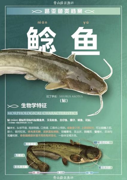 鲶鱼贵还是黑鱼贵_哪个更值得买-第1张图片-山城妙识 鲶鱼贵还是黑鱼贵_哪个更值得买-第1张图片-山城妙识