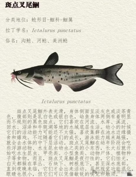 鲶鱼贵还是黑鱼贵_哪个更值得买-第3张图片-山城妙识 鲶鱼贵还是黑鱼贵_哪个更值得买-第3张图片-山城妙识