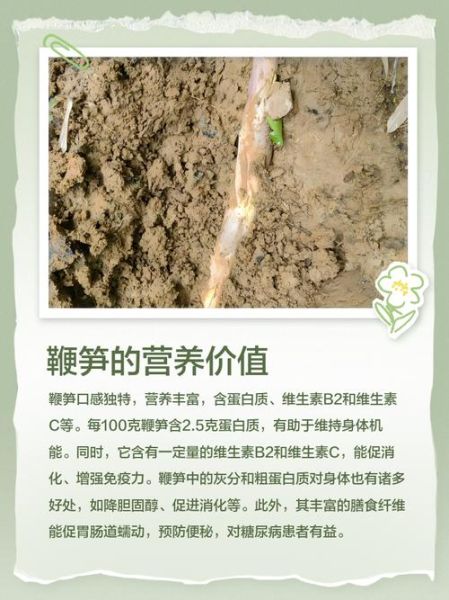 鞭笋什么季节才有_鞭笋几月份采摘最好-第3张图片-山城妙识 鞭笋什么季节才有_鞭笋几月份采摘最好-第3张图片-山城妙识