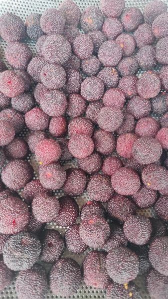 自制杨梅干怎么做_杨梅干保存多久-第2张图片-山城妙识 自制杨梅干怎么做_杨梅干保存多久-第2张图片-山城妙识