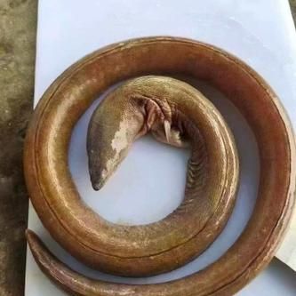 鳗鱼多少钱一斤_2021市场价是多少-第2张图片-山城妙识 鳗鱼多少钱一斤_2021市场价是多少-第2张图片-山城妙识