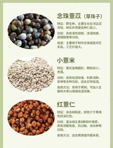 薏米可以天天吃吗_薏米的药用价值有哪些-第1张图片-山城妙识 薏米可以天天吃吗_薏米的药用价值有哪些-第1张图片-山城妙识