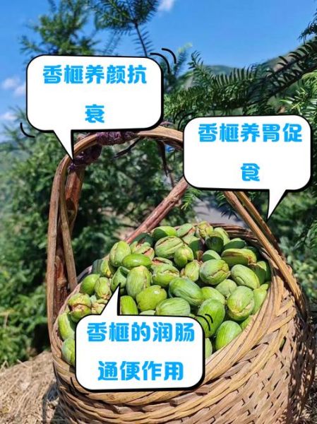 香榧怎么读_香榧的正确发音与产地-第1张图片-山城妙识 香榧怎么读_香榧的正确发音与产地-第1张图片-山城妙识